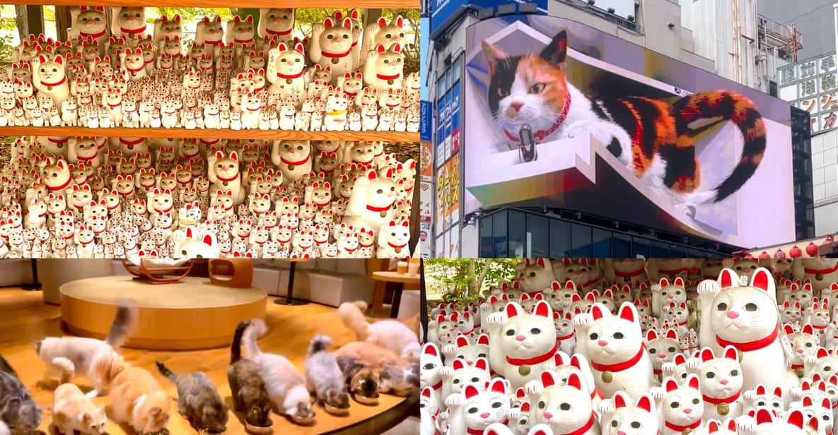 Tokyo: Gotokuji Cat Temple, Shinjuku Cat Cafe & 3D Cat Tour | GetYourGuide