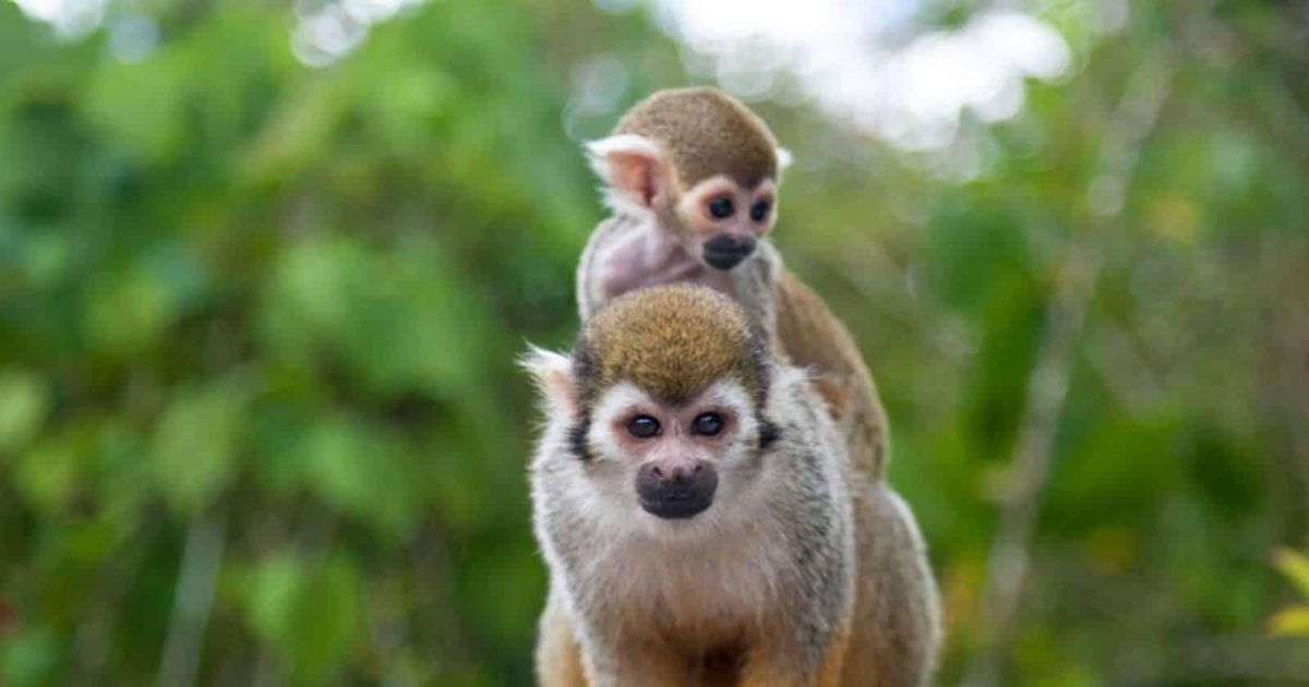 Punta Cana : Expérience unique Monkey Land Tour Prise en charge à l ...