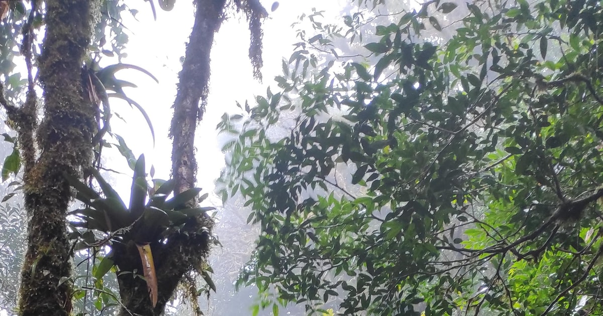 モンテベルデ: 雲霧林の探検 | GetYourGuide