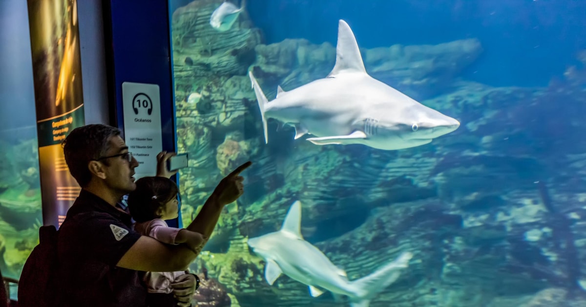 Valencia: Oceanogràfic Entry Ticket | GetYourGuide