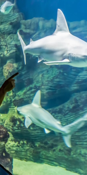 Valencia: Oceanogràfic Entry Ticket | GetYourGuide