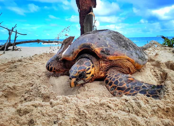 Curieuse & St Pierre Island Excursion | GetYourGuide