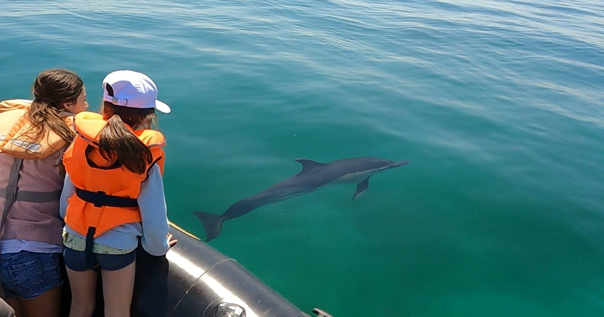 Dolphin watching from Port Manec'h to Concarneau | GetYourGuide
