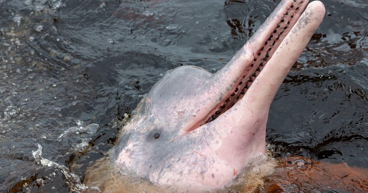 Manaus: Fishing, Canoeing, Dolphins, Safari, Natives Tribes | GetYourGuide