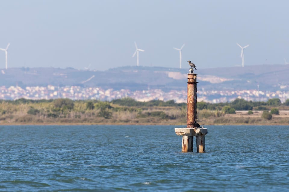 Birdwatching Boat Tour in the Tagus Estuary | GetYourGuide