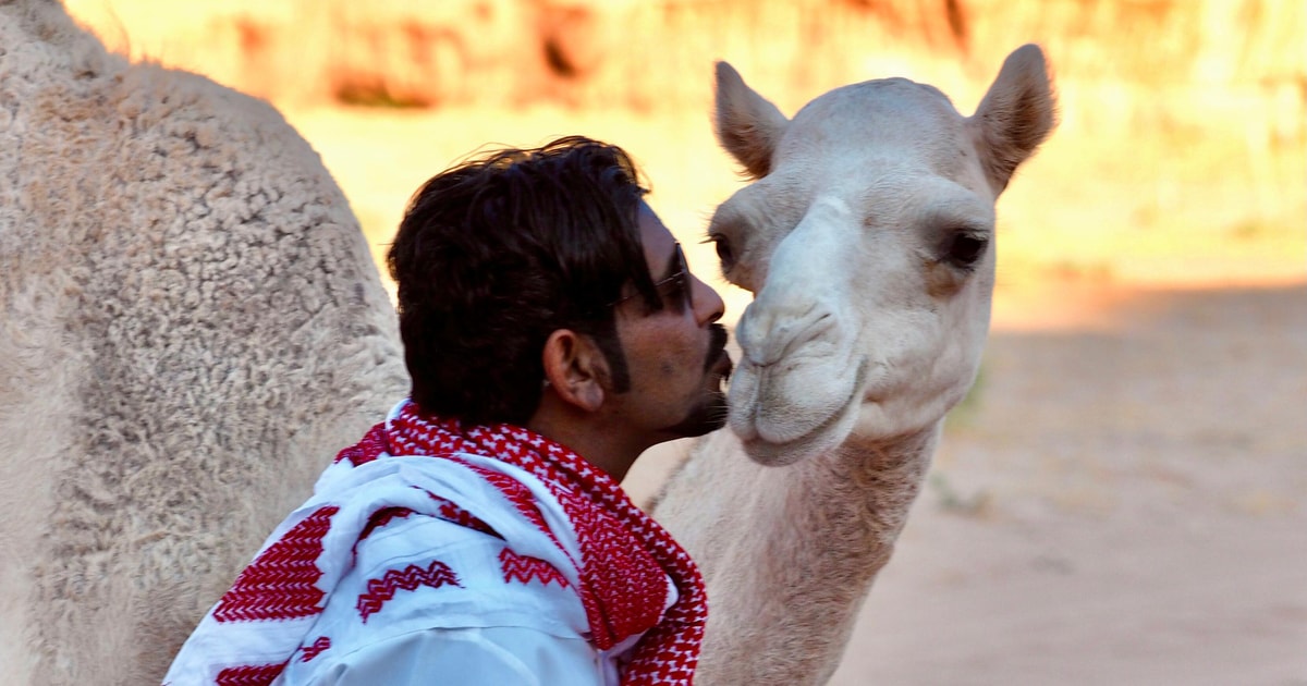 WadiRum Highlight - Camel tour over 1 day with sunrise | GetYourGuide