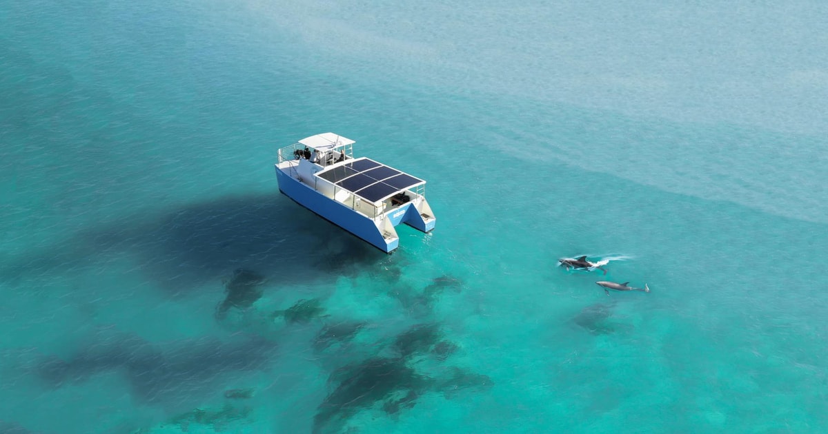 Key West: Dolphin Watch + Guided Snorkel with Honest Eco | GetYourGuide