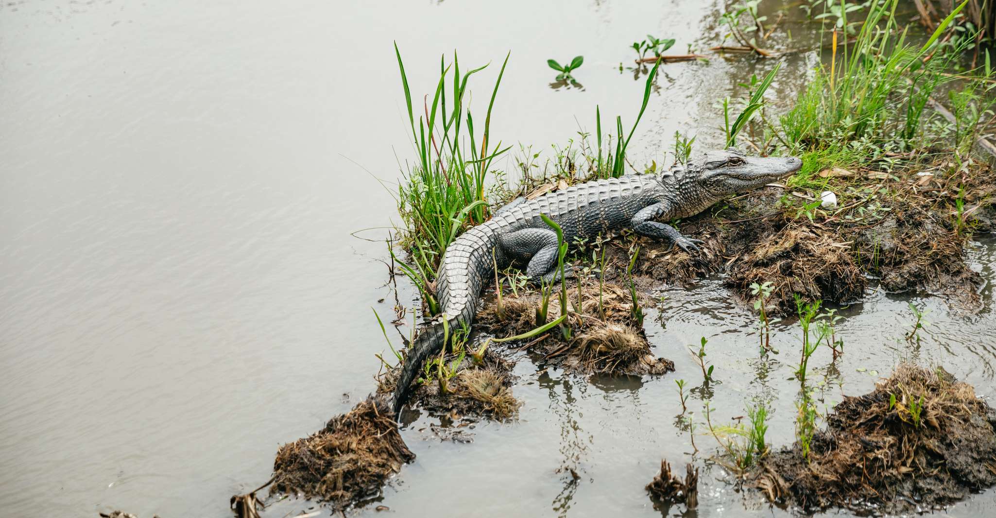 New Orleans, Oak Alley Plantation and Swamp Cruise Day Trip | Water ...