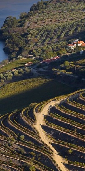 From Porto: Pinhão and Douro Valley Scenic Boat Tour | GetYourGuide
