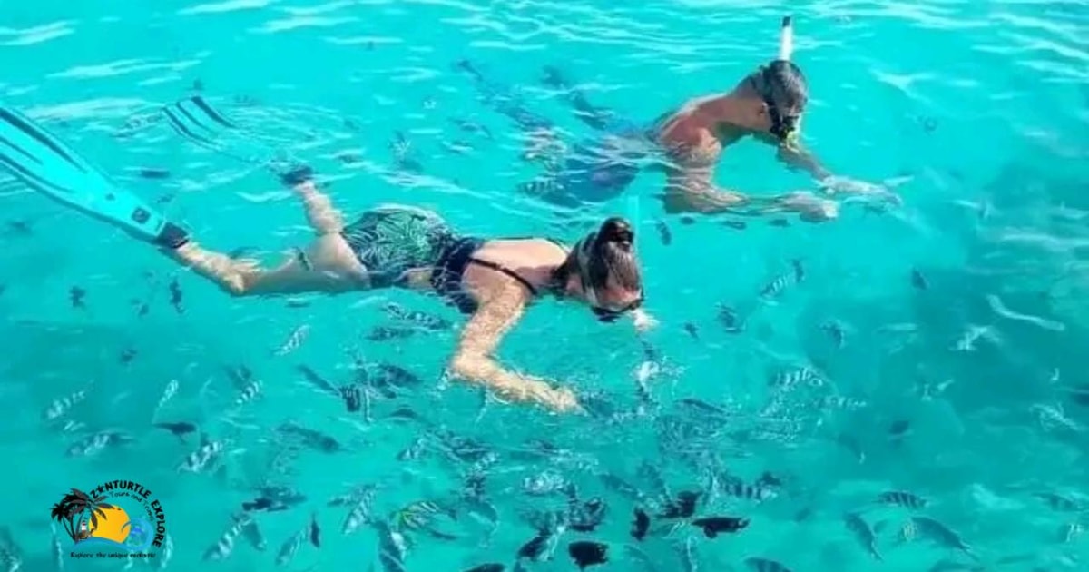 Zanzibar:Mnemba Atoll Snorkeling&Sunset Dhow Cruise|Half day | GetYourGuide