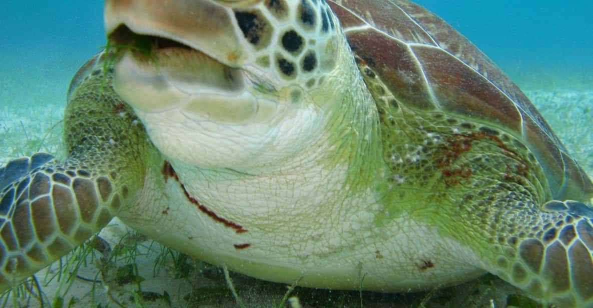 Schildpadden & Avontuurlijke Jungle Tour | GetYourGuide