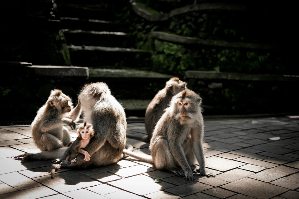 Bali Ultimate Maymun Ormanı Turu | GetYourGuide