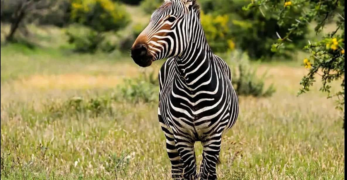 Port Elizabeth: Dagvullende Addo Elephant Park Wildlife Tour | GetYourGuide