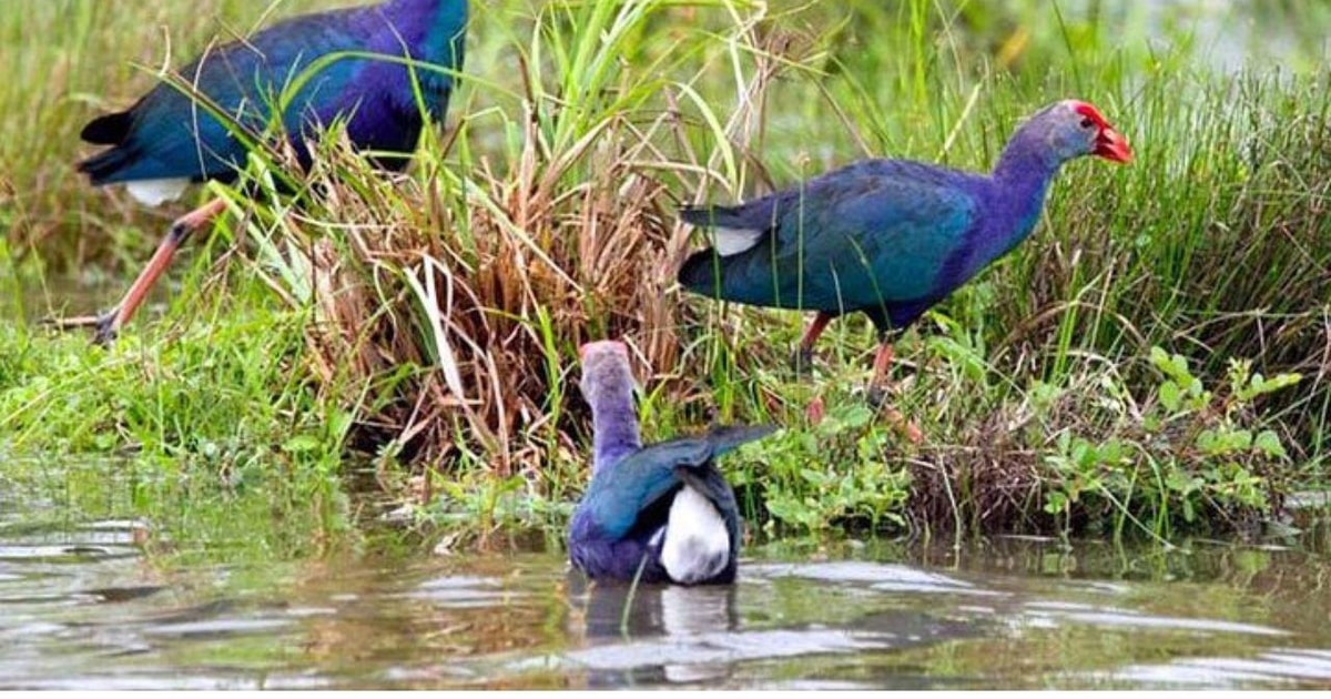 From Colombo: Lagoon Bliss: Dutch Canal Delight | GetYourGuide