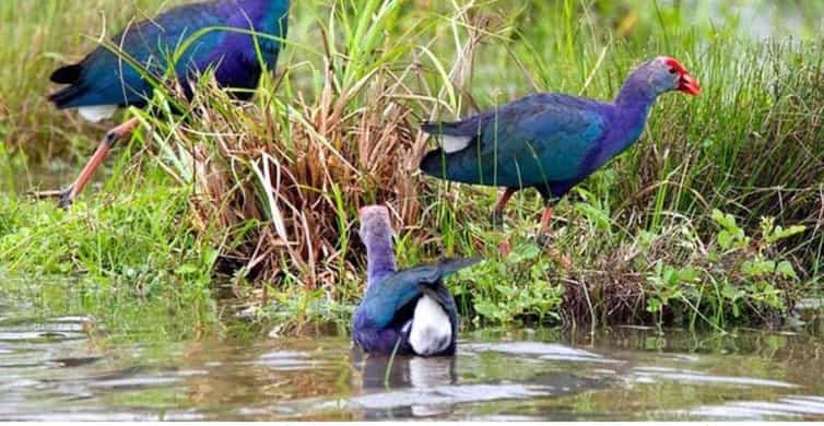 From Colombo: Lagoon Bliss: Dutch Canal Delight | GetYourGuide