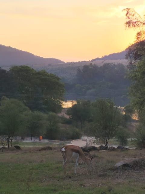 Hike in a Wildlife Reserve with Wild Animals (no predators) | GetYourGuide