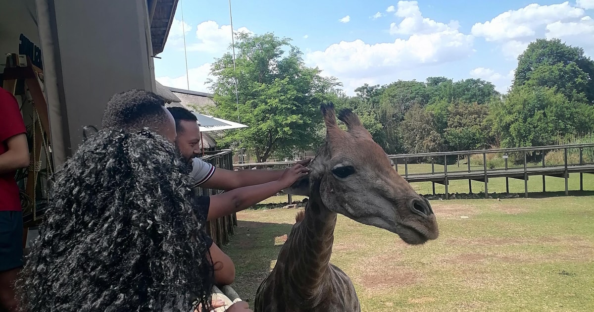 LION AND SAFAFI PARK HALF DAY TOUR | GetYourGuide