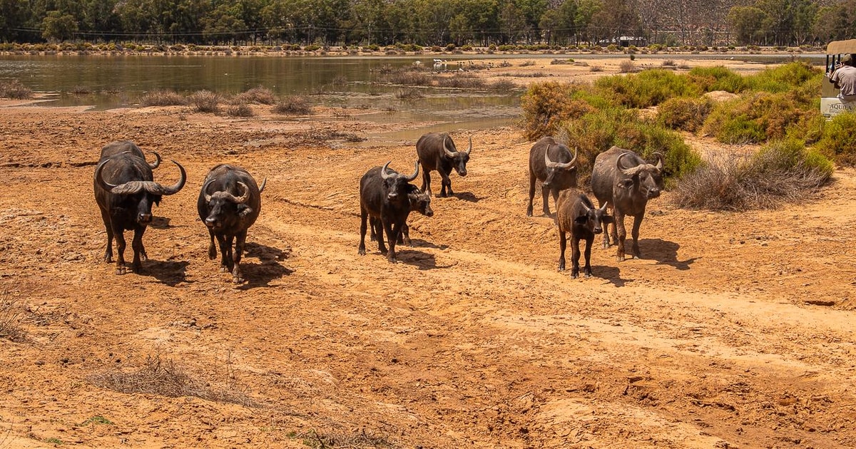 From Cape Town: Aquila Game Reserve Safari with Transfers | GetYourGuide