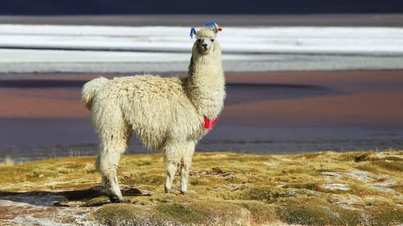 Potosi: Cerro Rico Mine Guided Tour | GetYourGuide