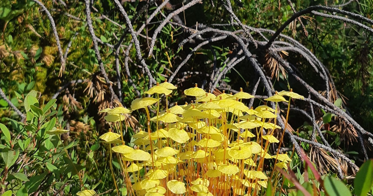 Levi: Nature Walk with Birds, Animals, and Plants | GetYourGuide