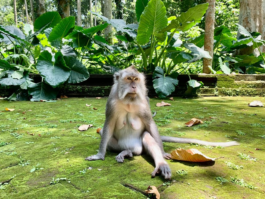 Bali: Resa till själen, resa med all inclusive | GetYourGuide