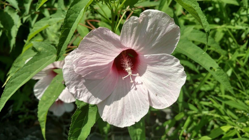 Discover Great Falls: Riveting Self-Guided Audio Tour | GetYourGuide