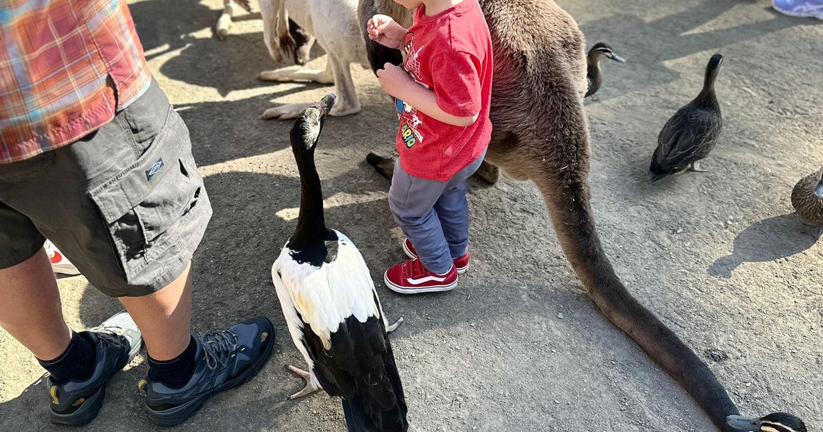 From Adelaide: Cuddle a Koala and Historic Hahndorf Tour | GetYourGuide