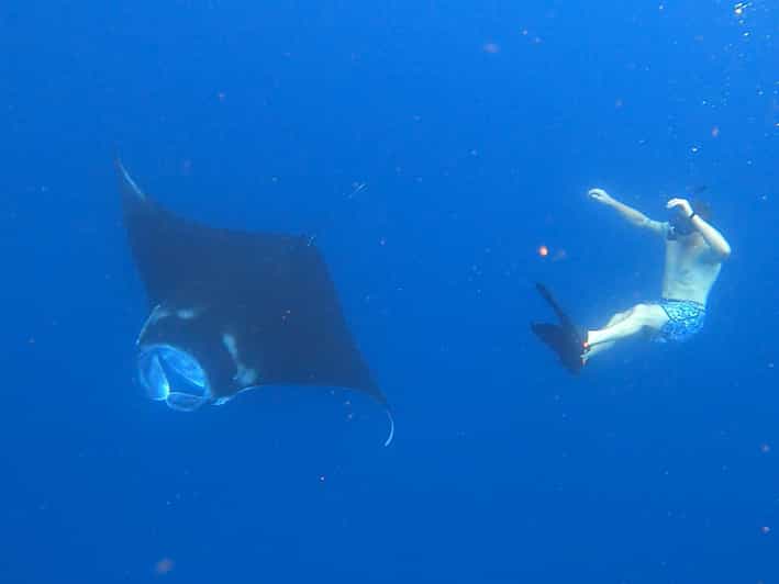Guided Snorkeling Tour Seeing Manta Ray Nests | GetYourGuide