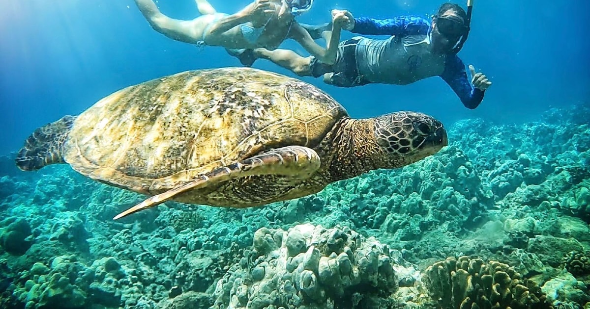Maui: Mother Reef Schnorchel Tour mit einem Meeresbiologen | GetYourGuide