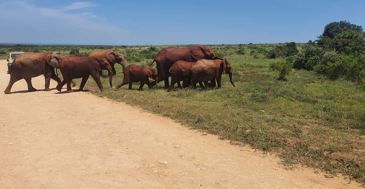 Addo Elephant National Park Tour | GetYourGuide