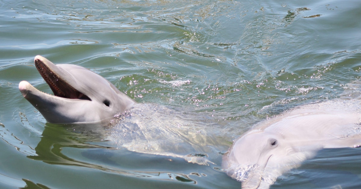 Private dolphin tours in the amazing Savannah Marsh | GetYourGuide