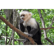 West Side Island Tour | GetYourGuide