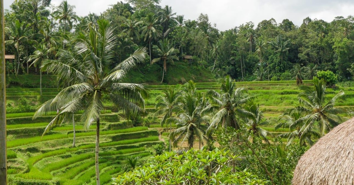 Ubud: Monkey Forest, Tegalalang Rice Terraces & Waterfall | GetYourGuide