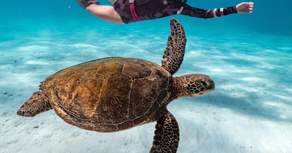 Cancun: Explore Tulum, swim with turtles, cenote, and snorkel in caves ...