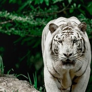 Cebu:Cebu Safari Adventure Park Day Trip | GetYourGuide