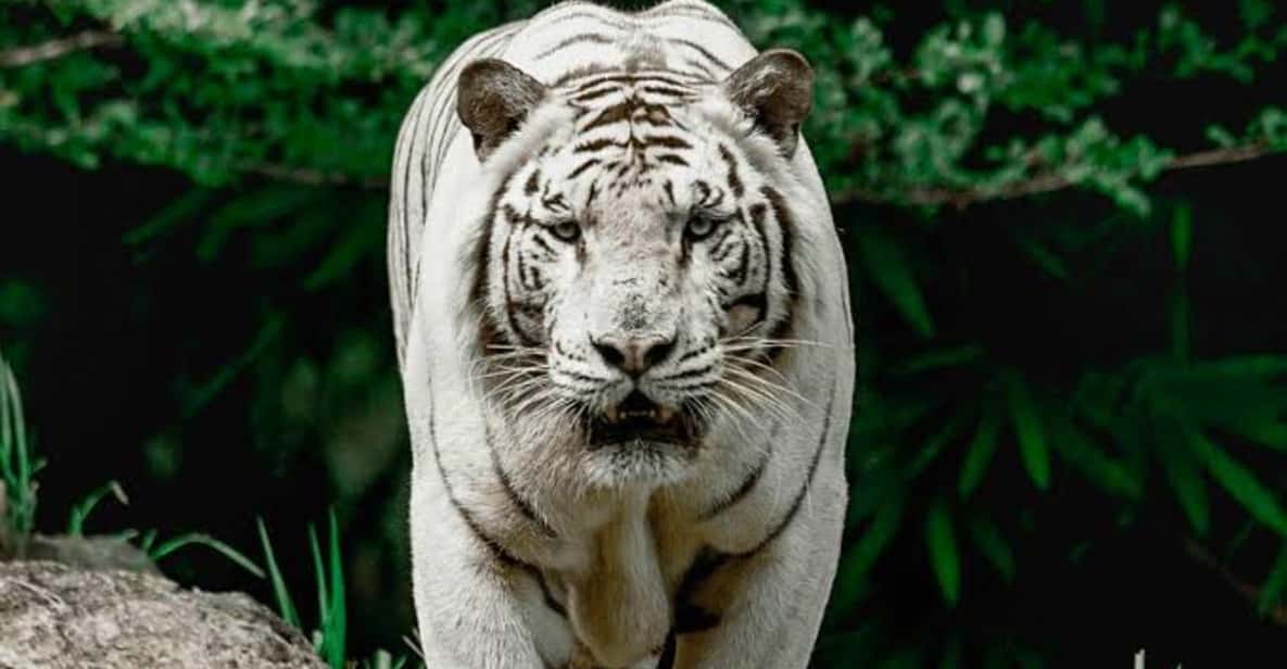 Cebu:Dagtrip Avonturenpark Cebu Safari | GetYourGuide