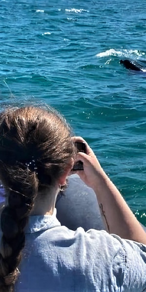 Setúbal: Dolphin-Watching Boat Tour | GetYourGuide