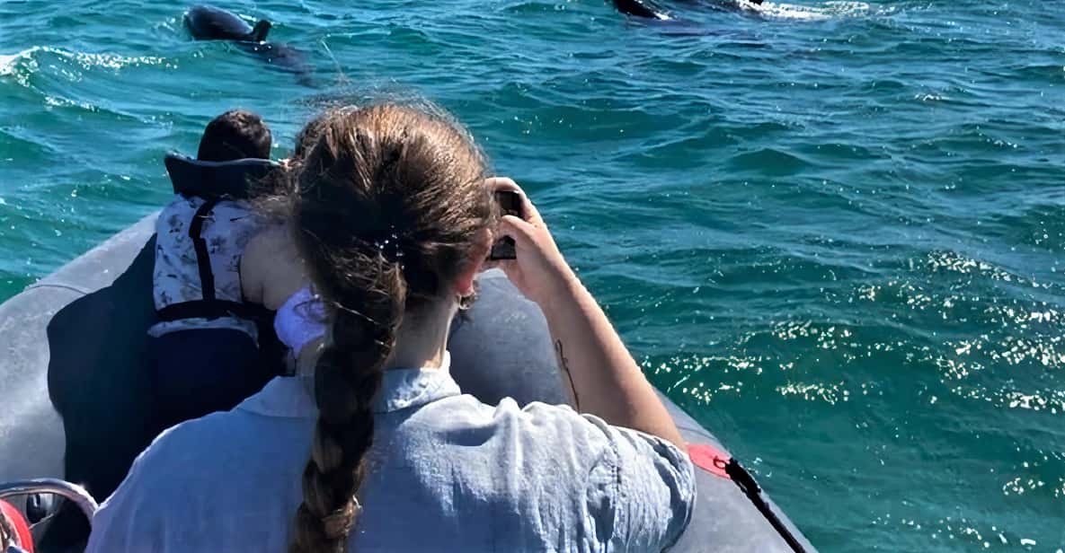 Setúbal: Dolphin-Watching Boat Tour | GetYourGuide