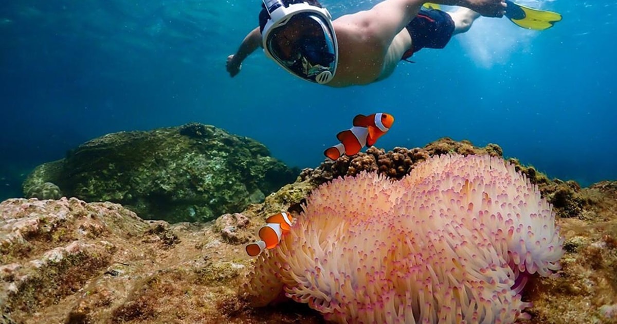 Nemo Island Experience with Drone Photos and Lunch | GetYourGuide
