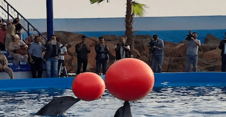 The BEST Agadir Dolphin World Tours 2023 - FREE Cancellation | GetYourGuide