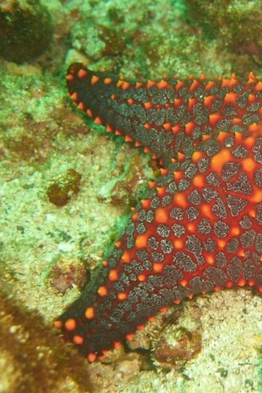 Tamarindo: Guided Snorkeling Tour with Marine Life Spotting | GetYourGuide