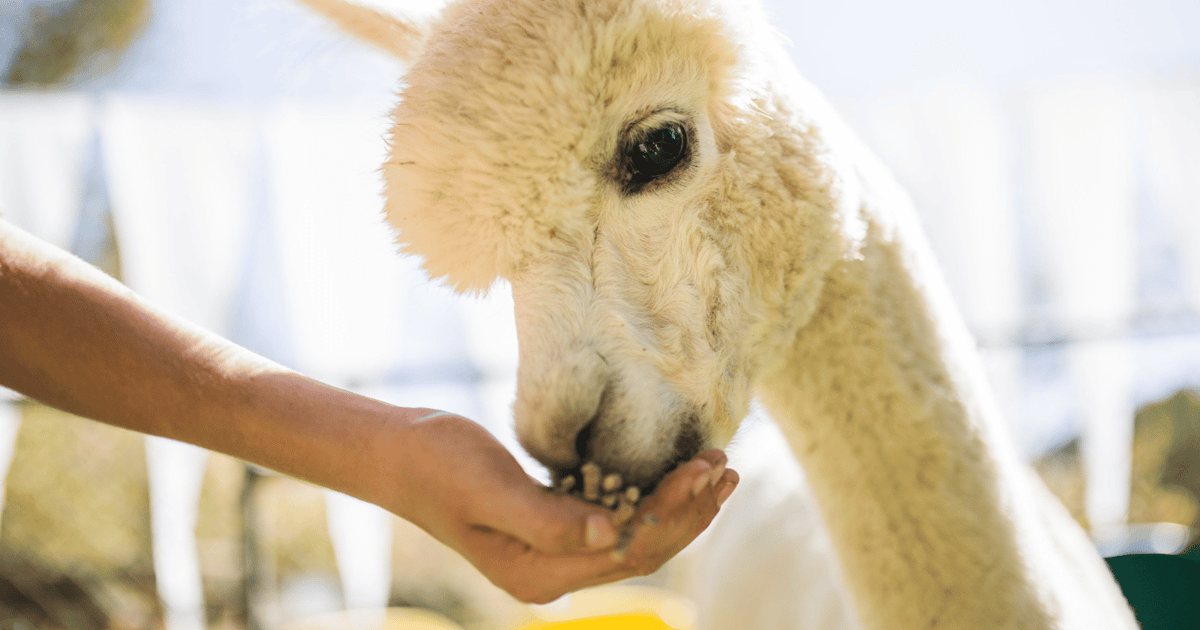 Seoul: Gangwon-do Day Trip with Alpaca World & Nami Island | GetYourGuide