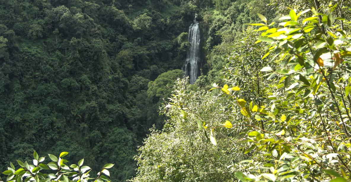 Moshi: A Day Tour To Materuni Waterfall | GetYourGuide