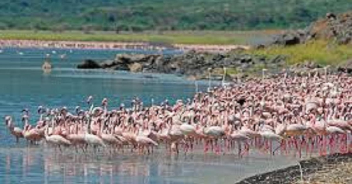 Lake Nakuru day trip from Nairobi | GetYourGuide