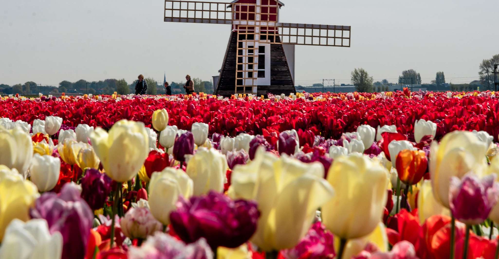 Lisse, Tulip Experience Ticket with Museum & Flower Picking | Entry ...