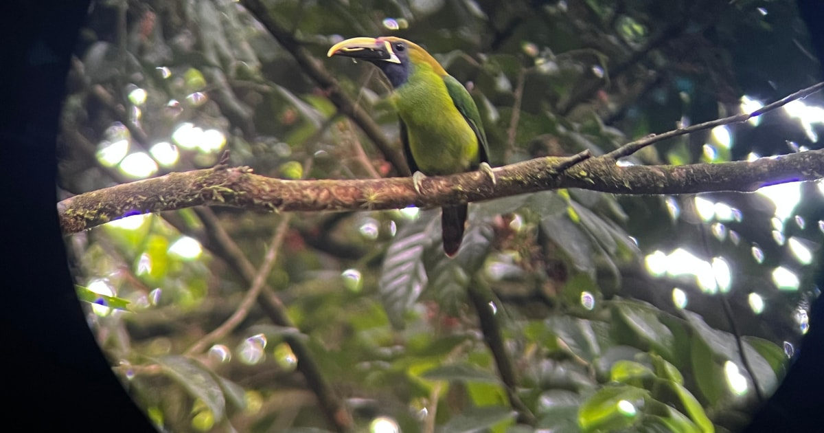 Monteverde: Natural History Walk | GetYourGuide