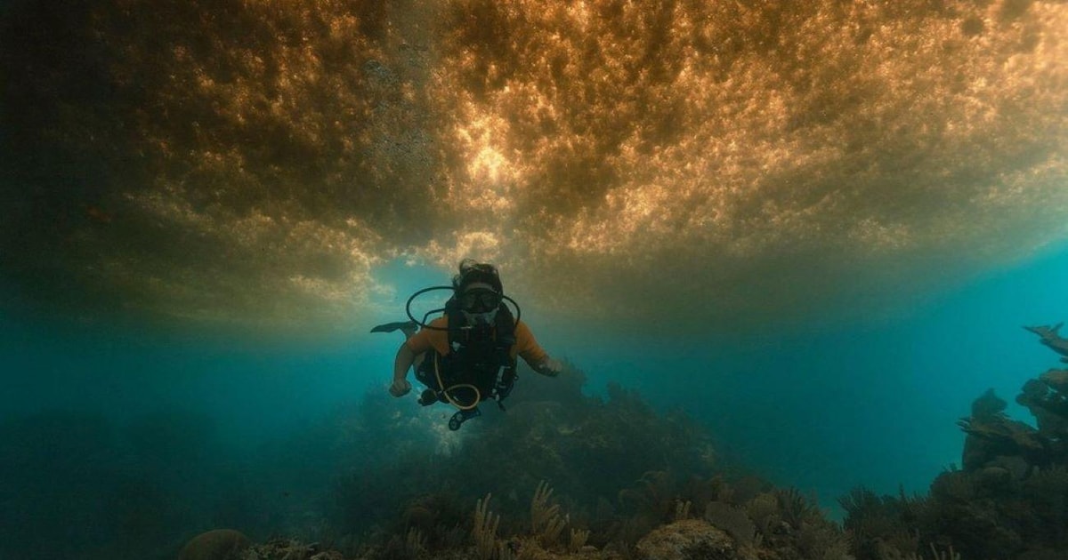 Desde Cancún: Aventura de Buceo en Puerto Morelos | GetYourGuide