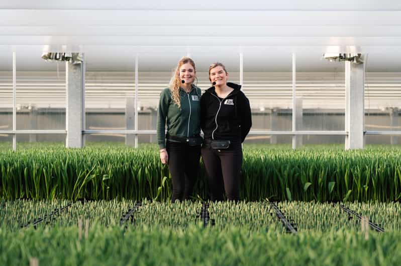 Amsterdam: Zaanse Schans Windmills, Volendam and Tulip Tour | GetYourGuide