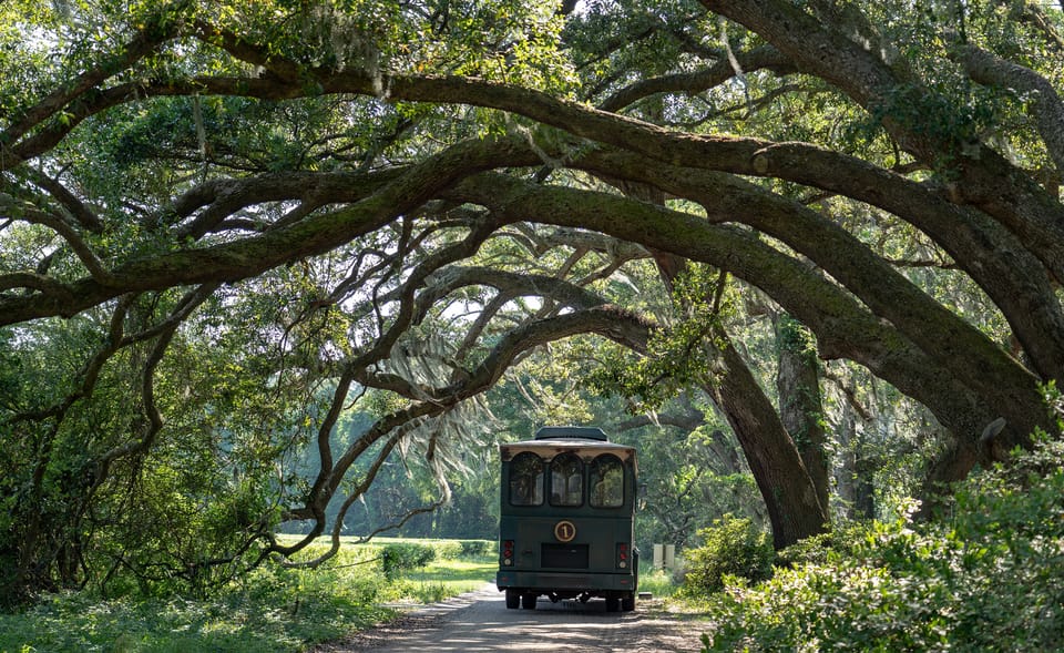Charleston: Wadmalaw Island Weinverkostung und Teegartenausflug ...