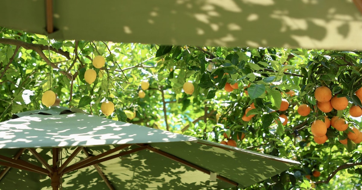 From Naples: Sorrento Lemon Grove Guided Tour | GetYourGuide